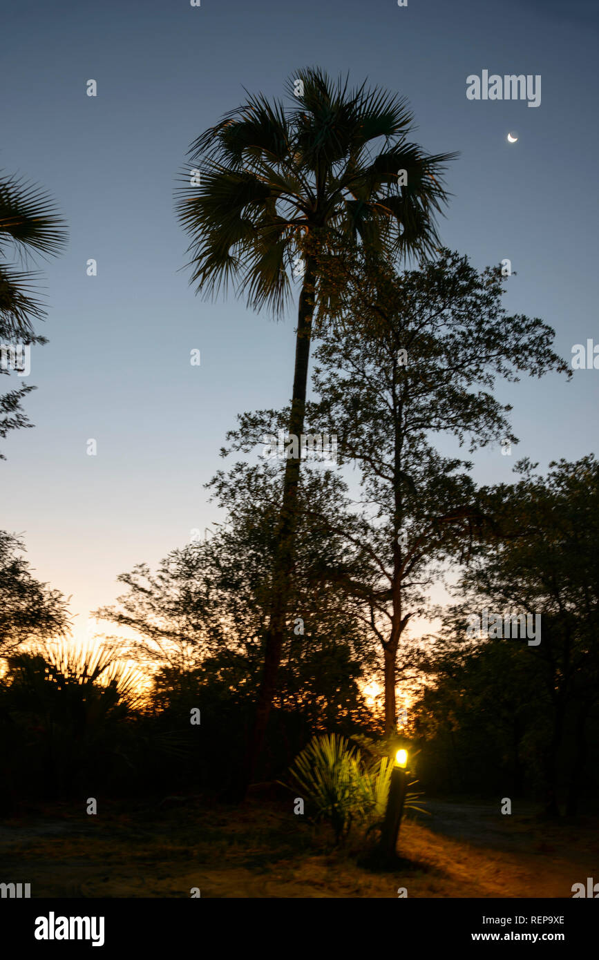 Real fan palm africa hi-res stock photography and images - Alamy