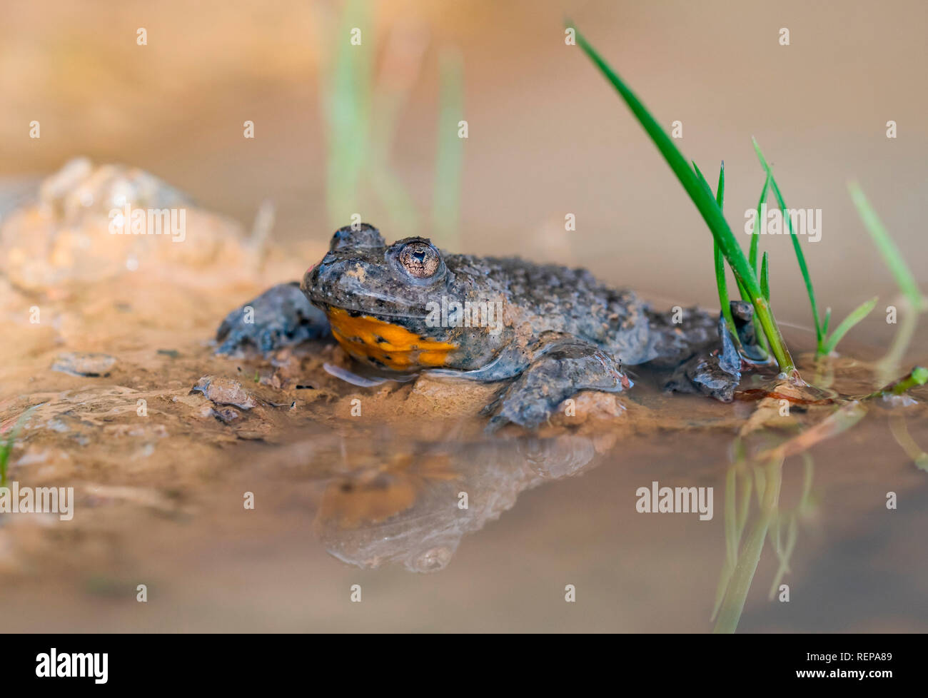 Yellowbelly Toad (Bombina variegata Stock Photo - Alamy