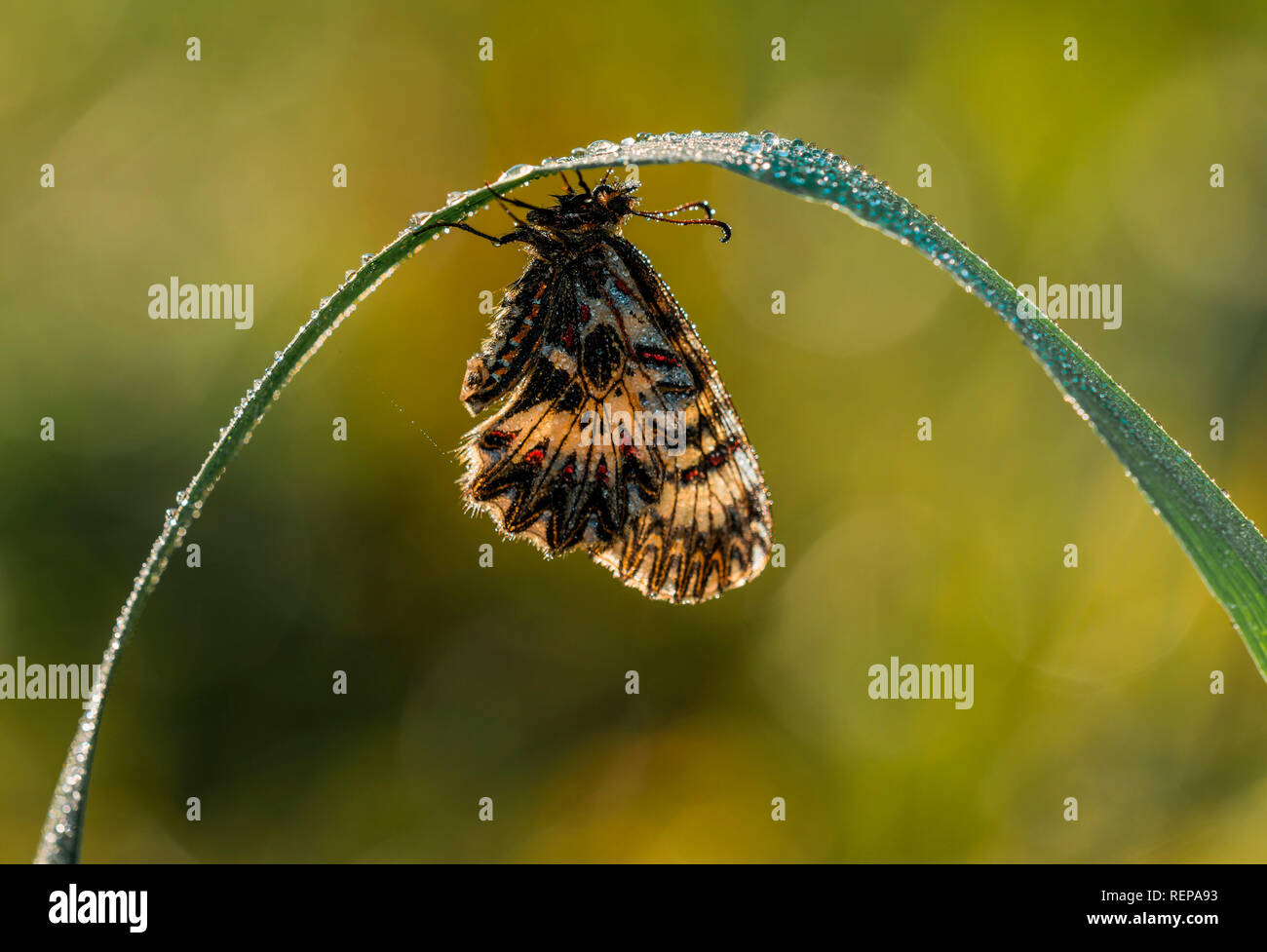 Festoons hi-res stock photography and images - Alamy