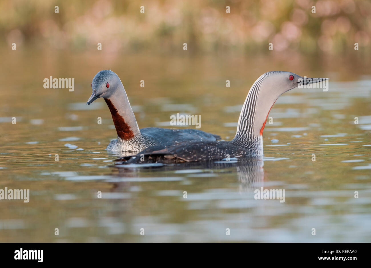 Gavia Stellata High Resolution Stock Photography and Images - Alamy