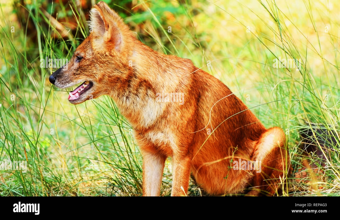 red fox in grass // Juvenile red fox in nature on a springday at the ...