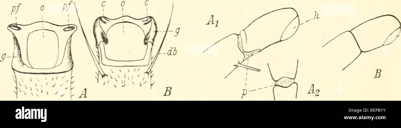 Dr puga hi-res stock photography and images - Alamy