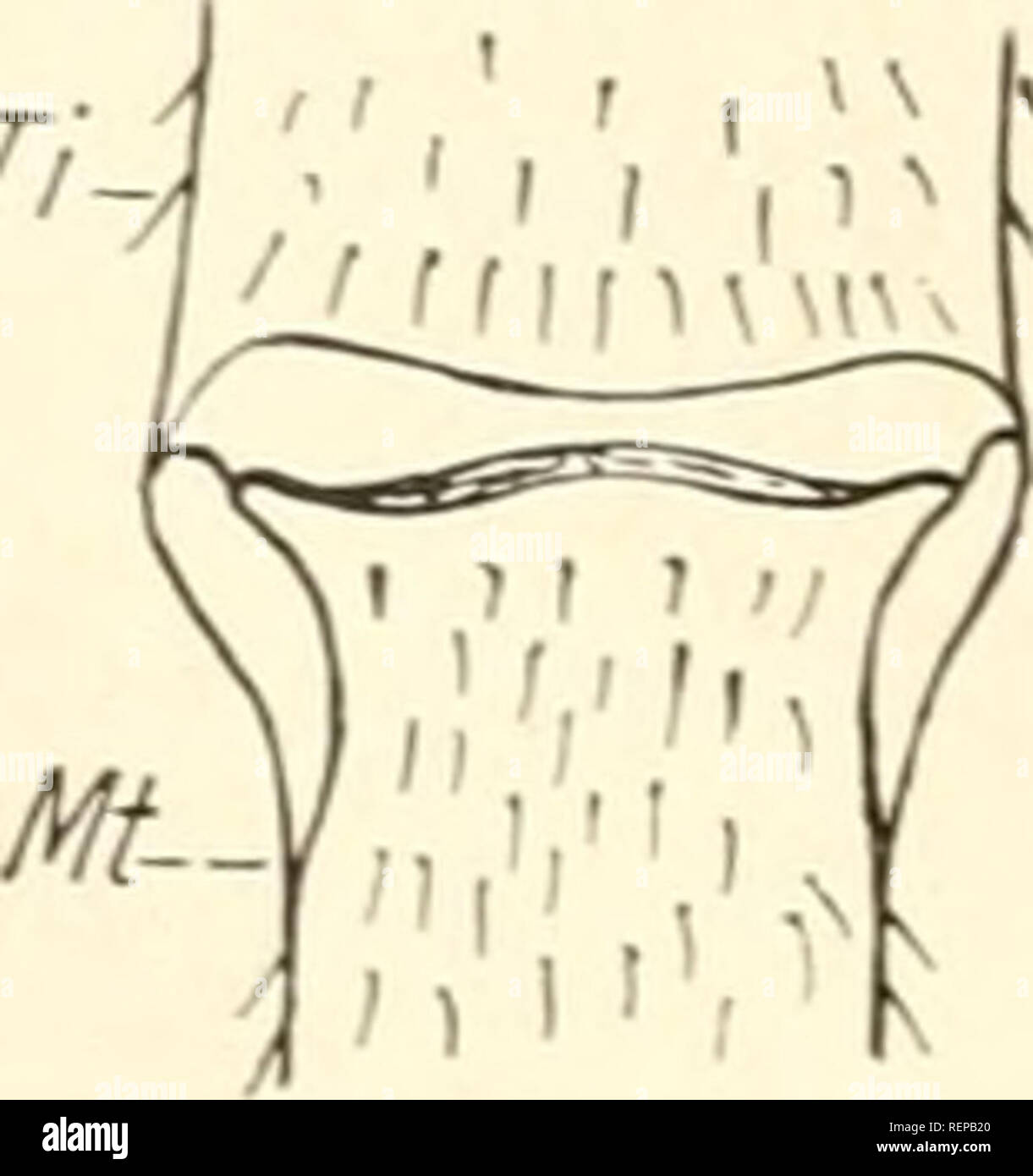 Dr puga hi-res stock photography and images - Alamy