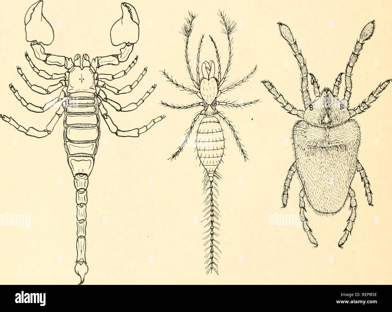 Palpigradi hi-res stock photography and images - Alamy