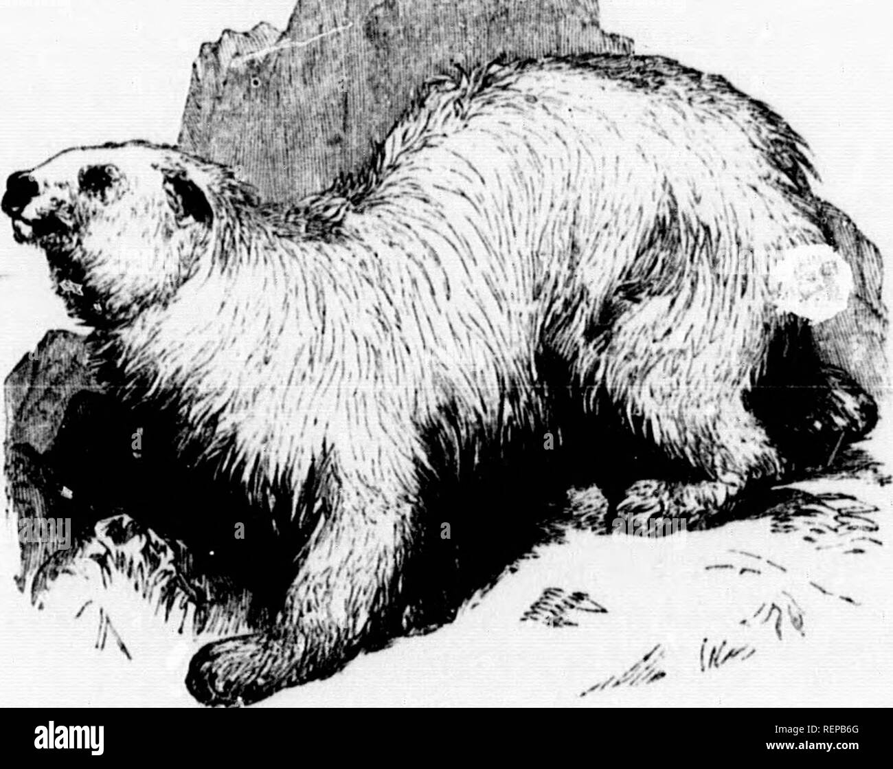 Polar Bear Body Parts Diagram