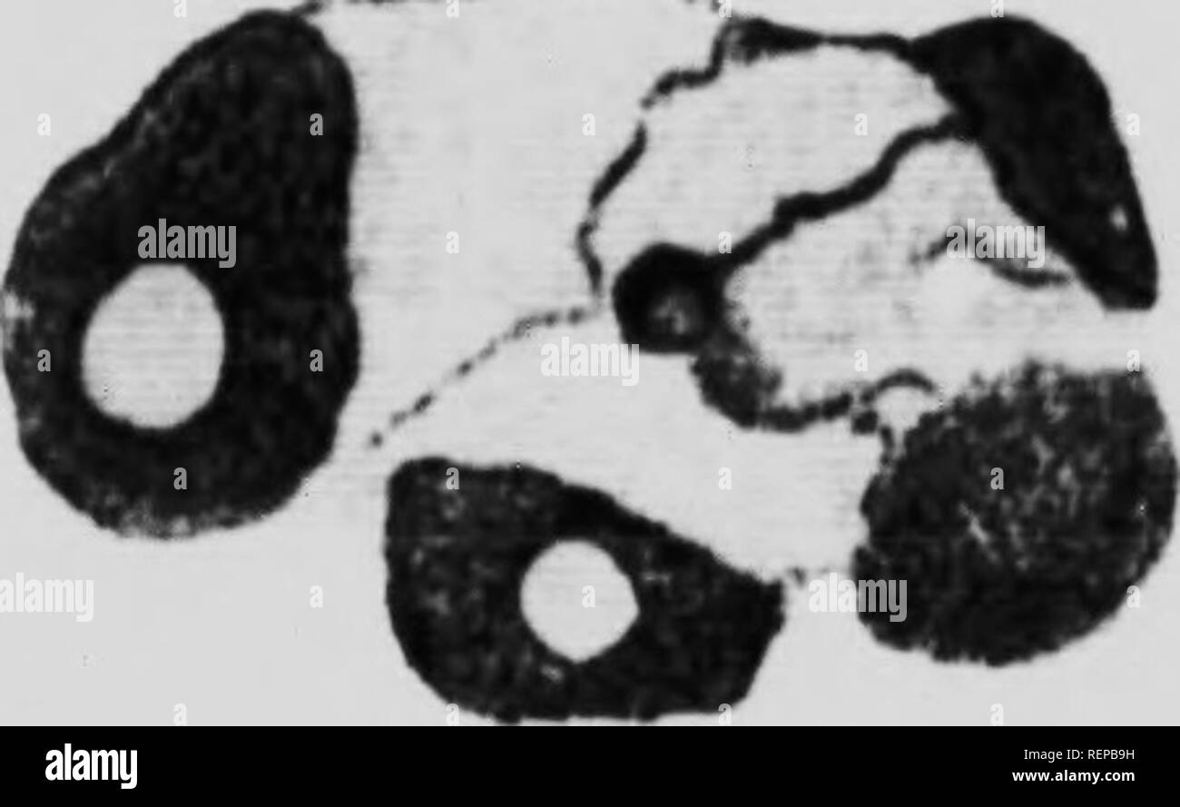 James b collip hi-res stock photography and images - Alamy