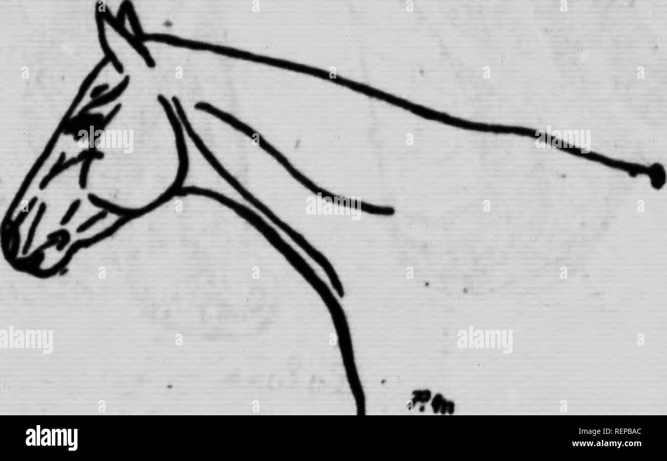 . What the horse must be [microform]. Horses; Chevaux; Bétail ...