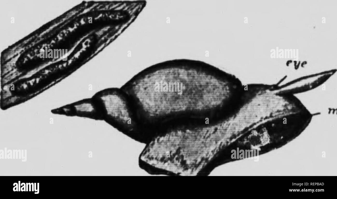 Common Pond Snail High Resolution Stock Photography and Images - Alamy