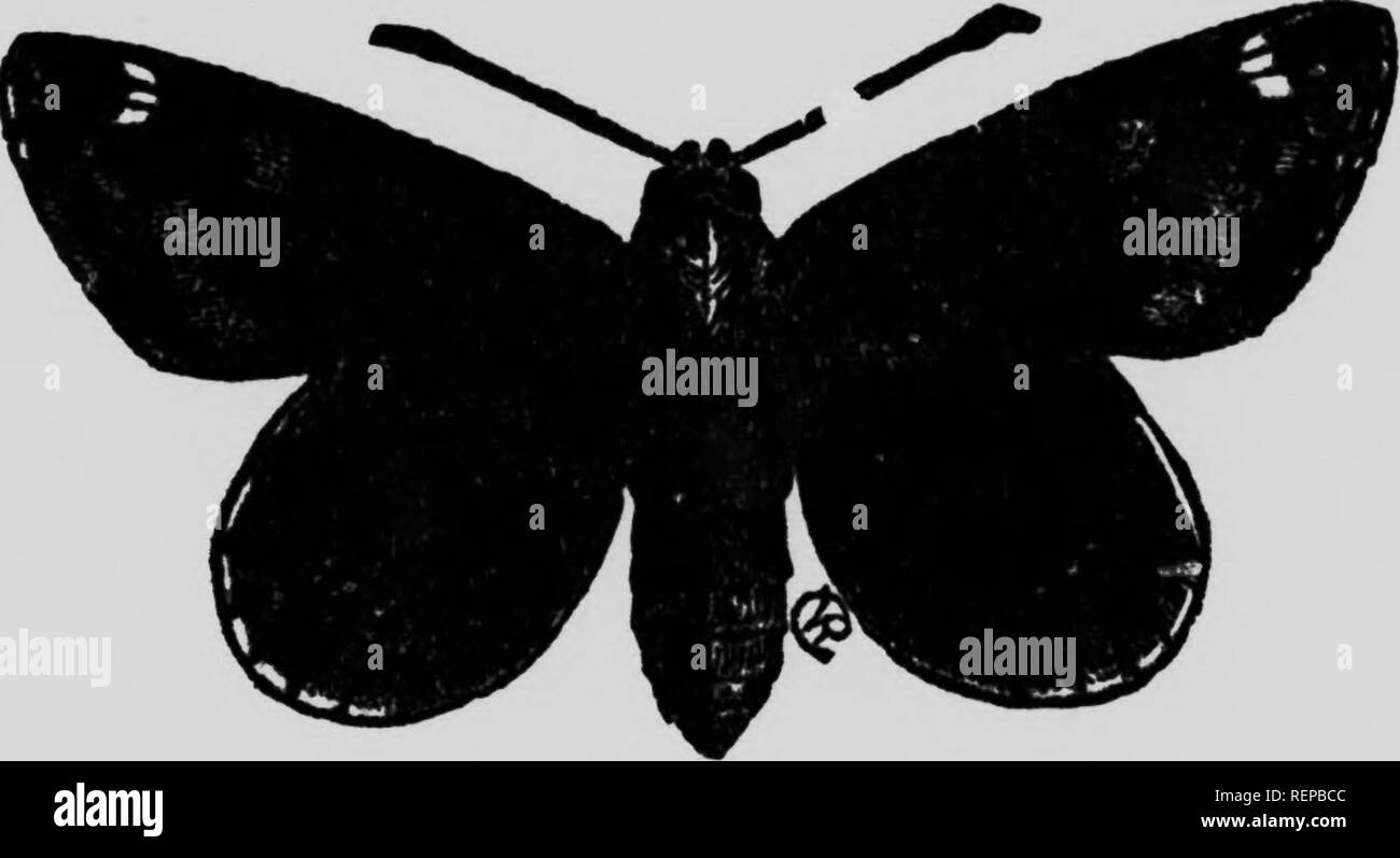 tiny black butterfly florida