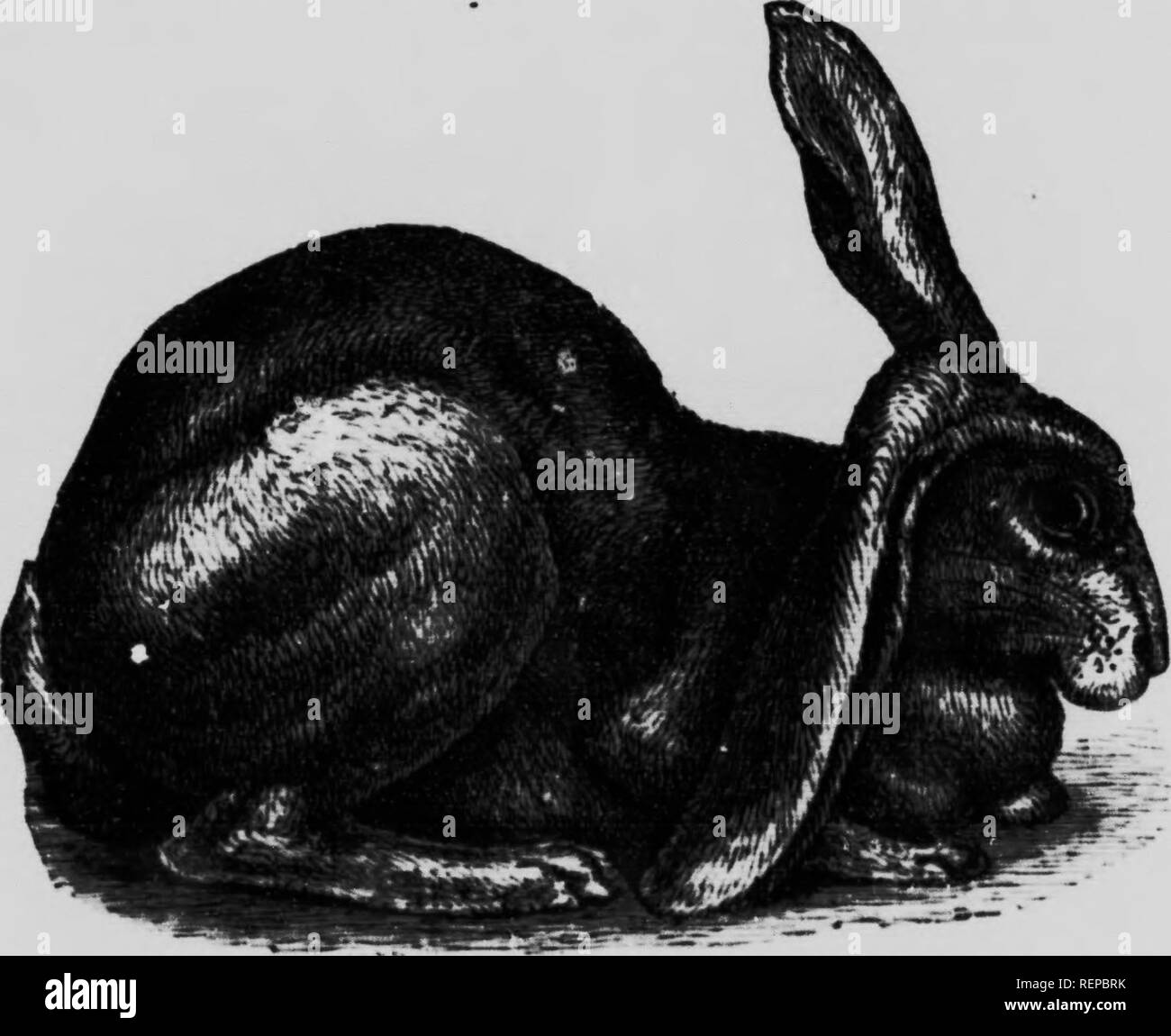 Harelip Stock Photos & Harelip Stock Images - Alamy