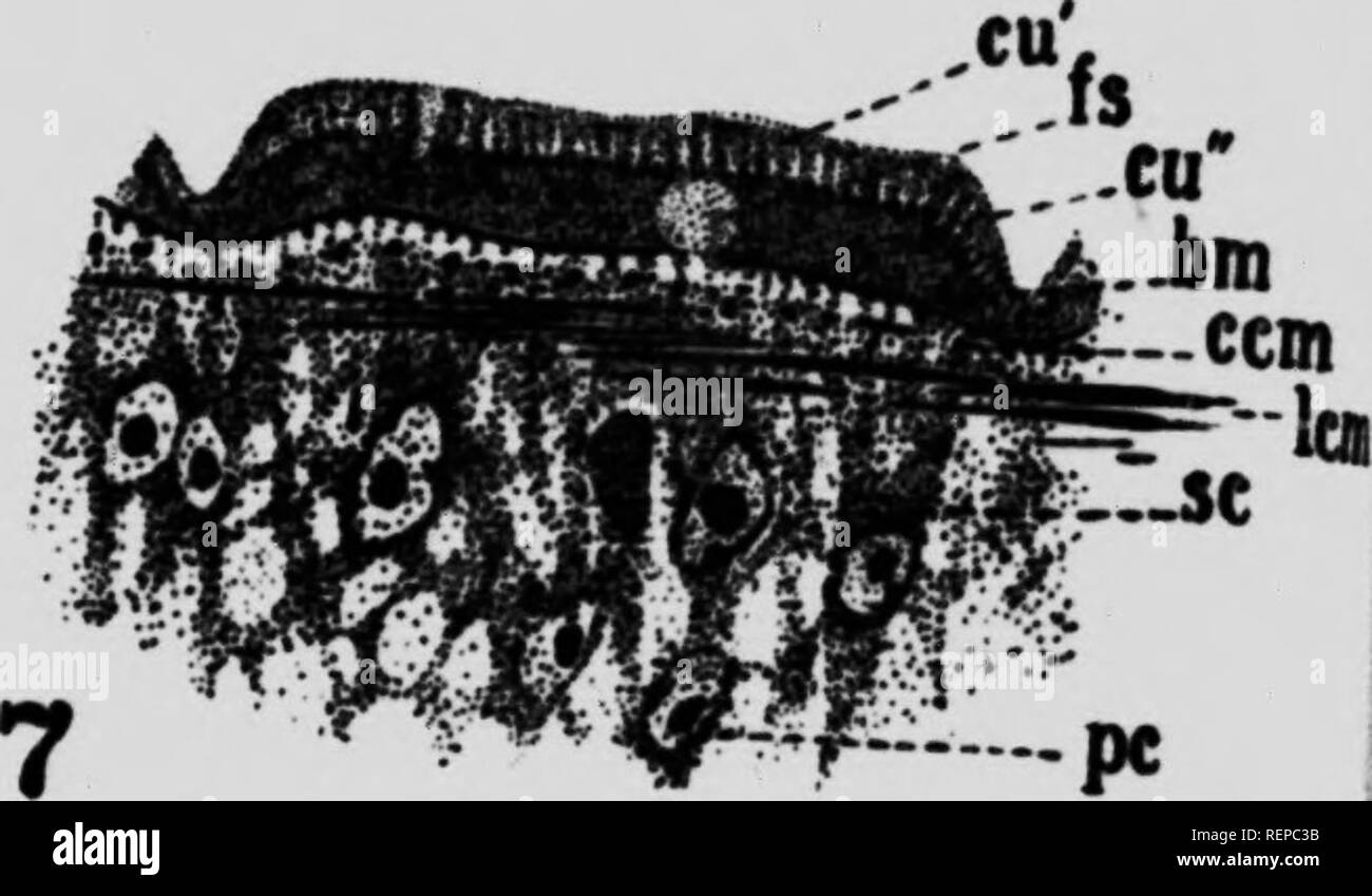 Cestode Black and White Stock Photos & Images - Alamy