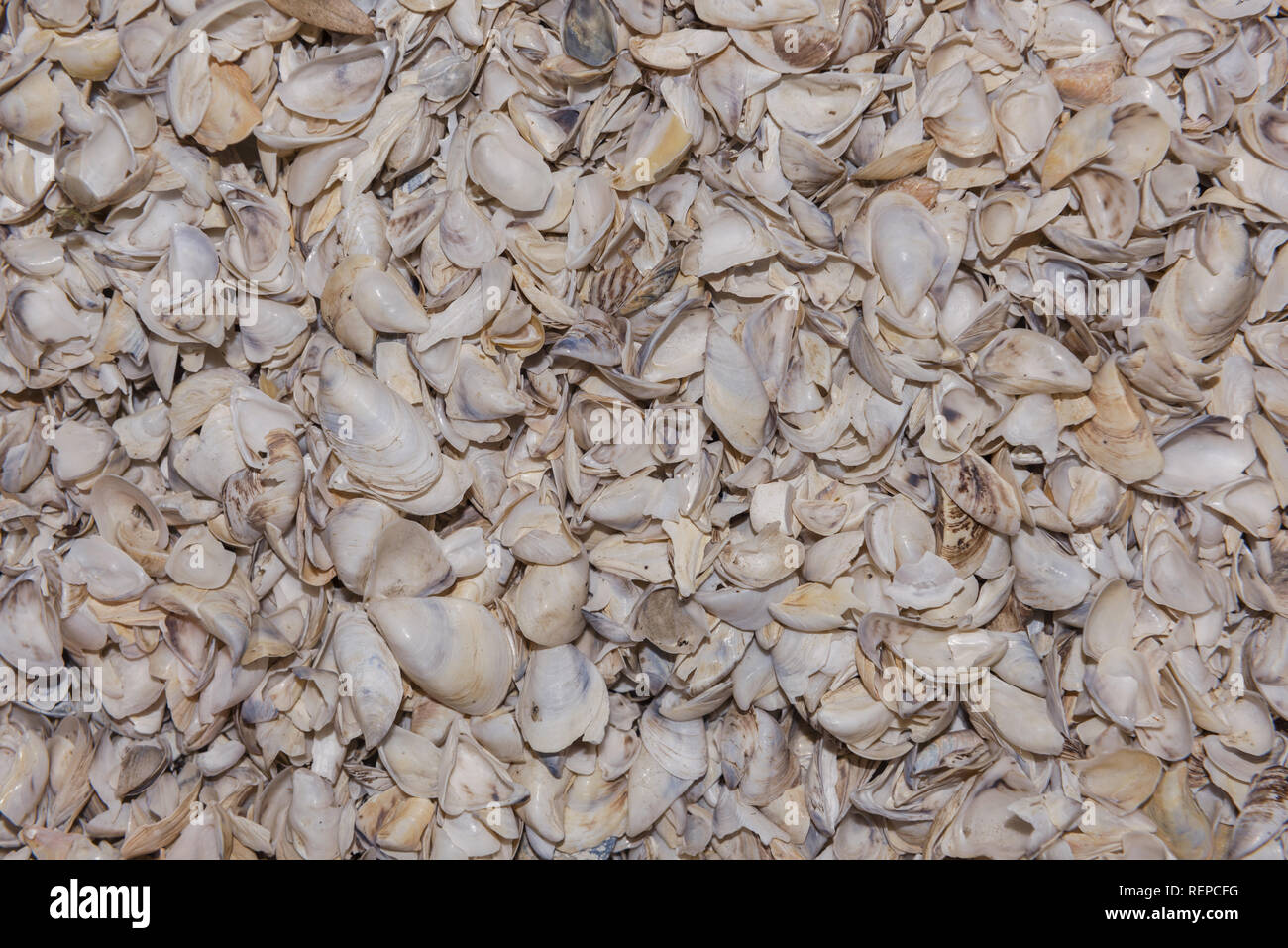 River mussel tropical hi-res stock photography and images - Alamy