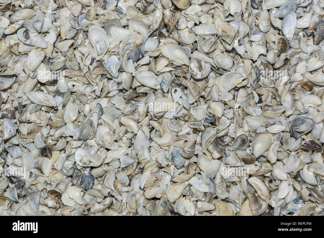 Natural shells background. Zebra mussel (Dreissena polymorpha ...
