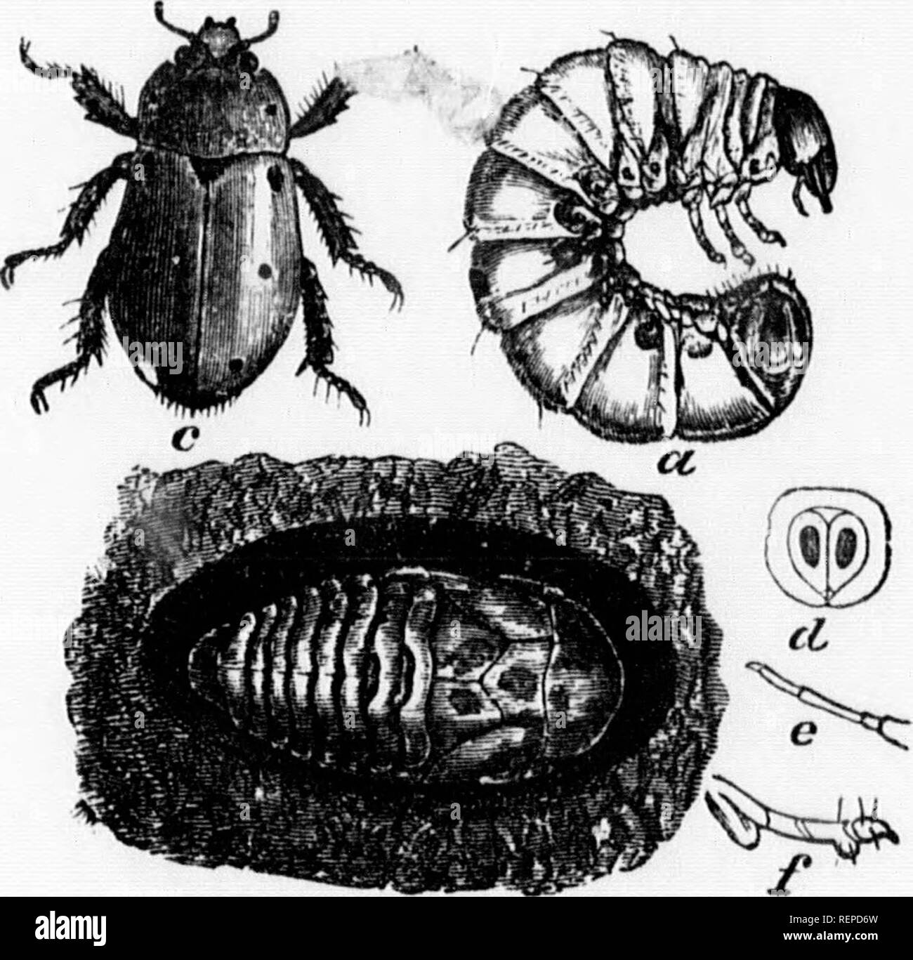 Spotted pelidnota Black and White Stock Photos & Images - Alamy