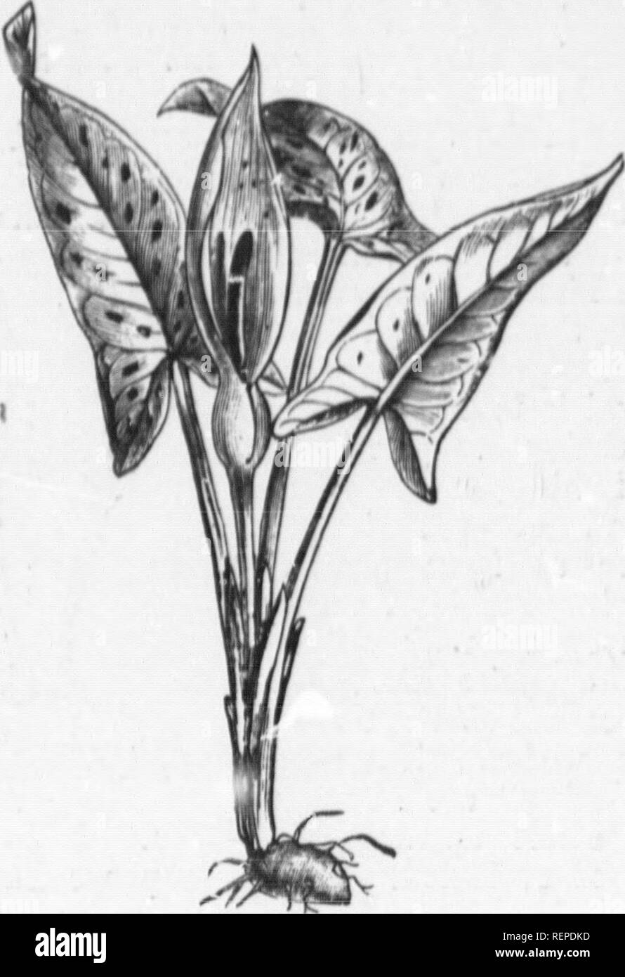 Spathe leaf Black and White Stock Photos & Images - Alamy