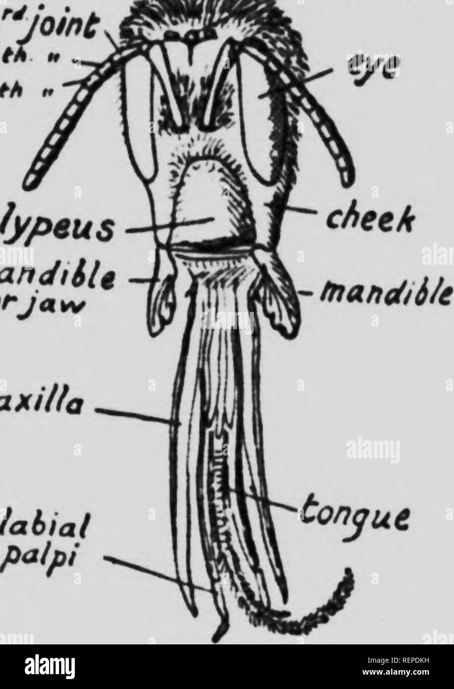 Mcr bees hi-res stock photography and images - Alamy