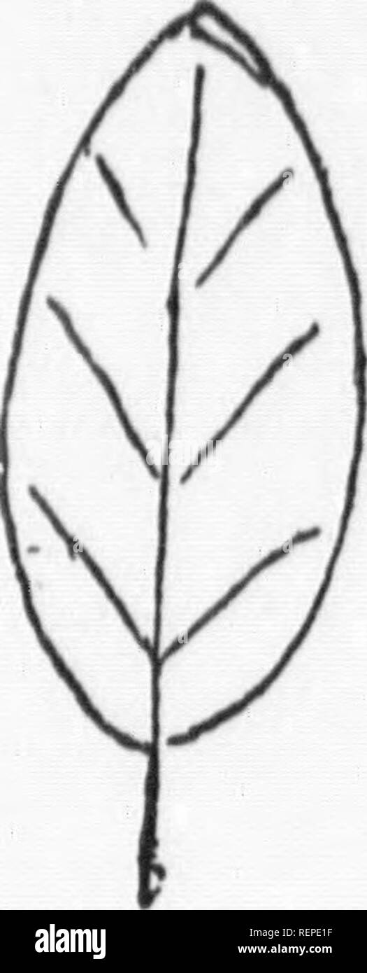 Indented ends hi-res stock photography and images - Alamy