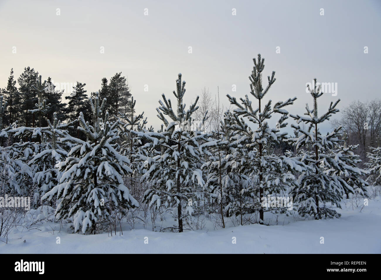 Group of saplings hi-res stock photography and images - Alamy