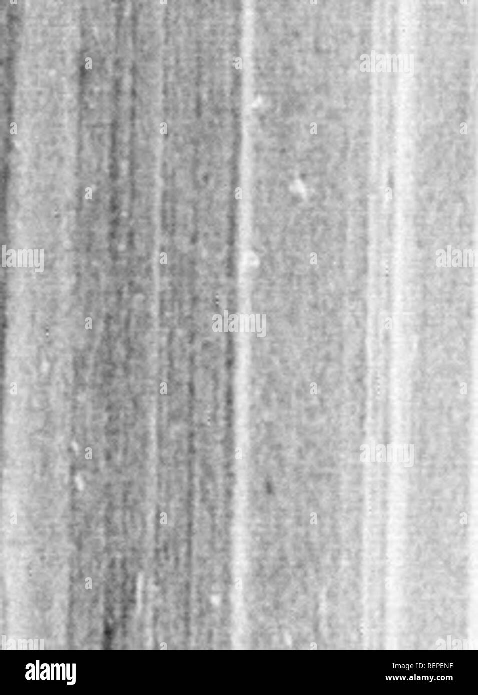 . The quadrupeds of North America [microform]. Mammals; Rodentia ...