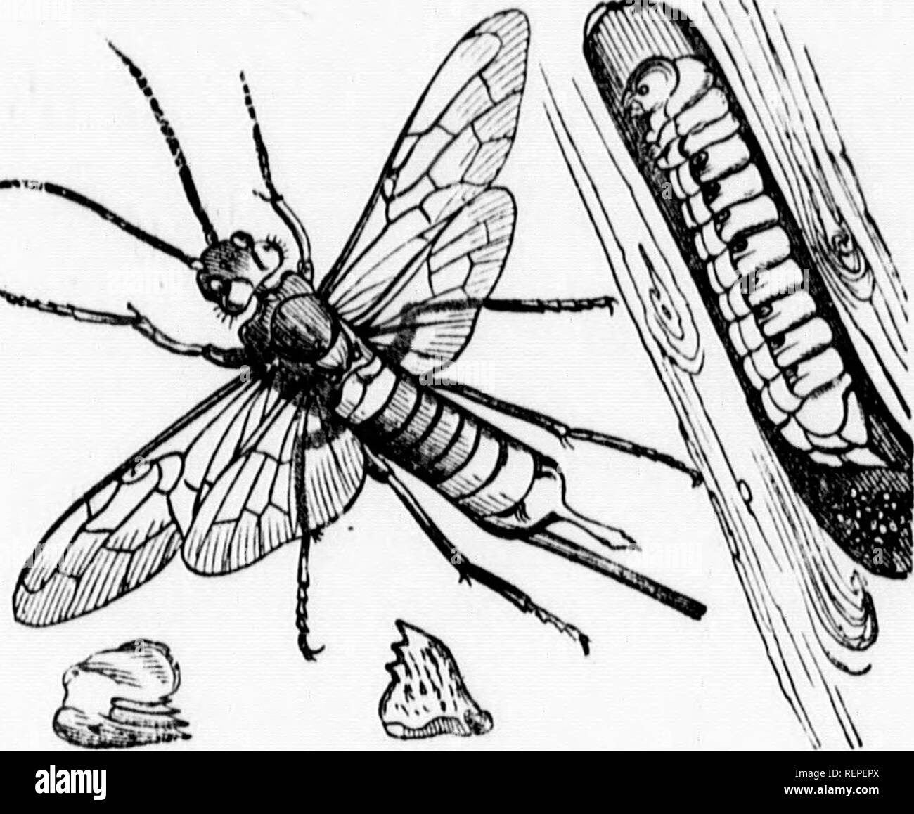 . A manual of injurious insects [microform] : with methods of ...
