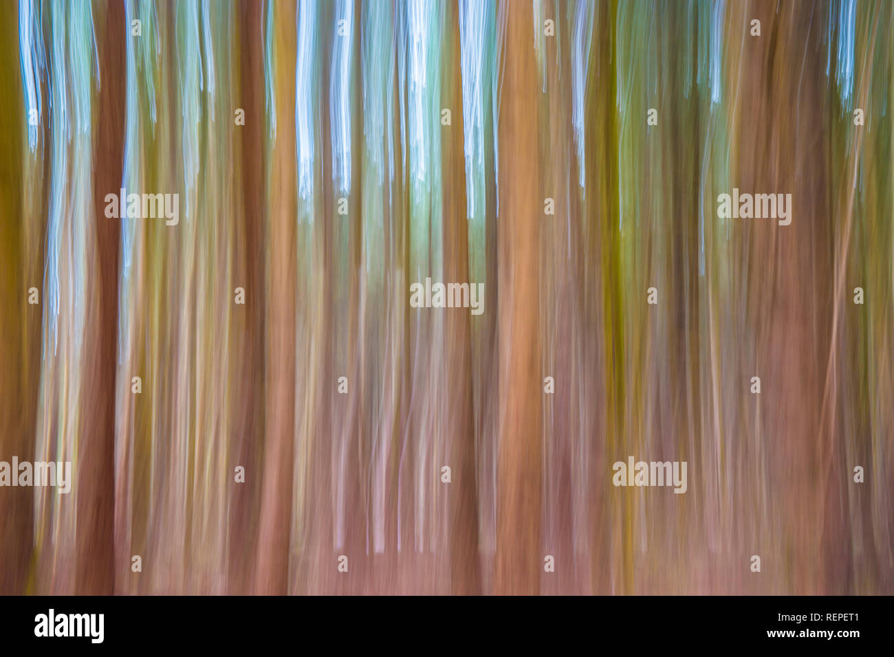 Blurry trees in a wood creating abstract art Stock Photo - Alamy