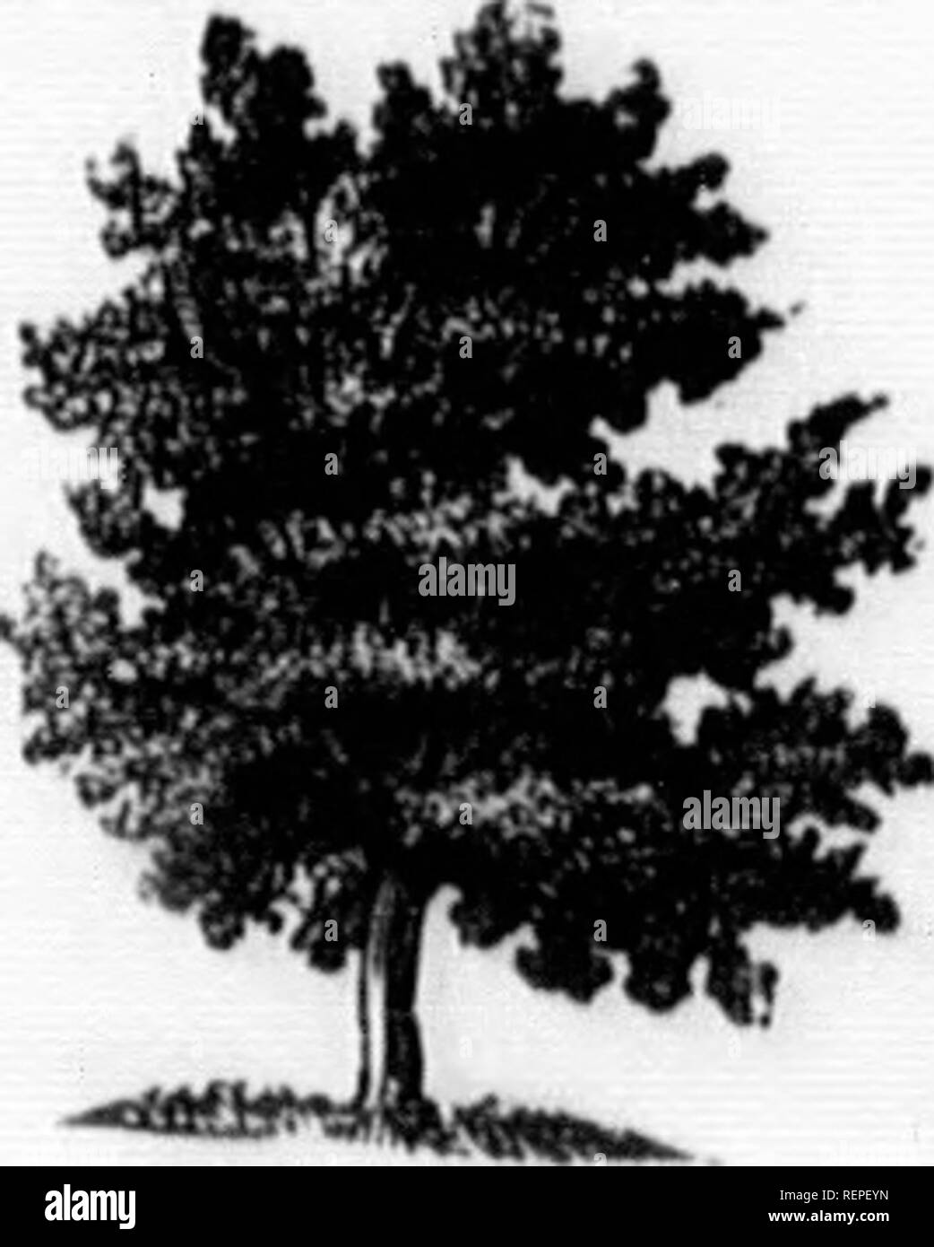 Native tree of north america Black and White Stock Photos & Images - Alamy