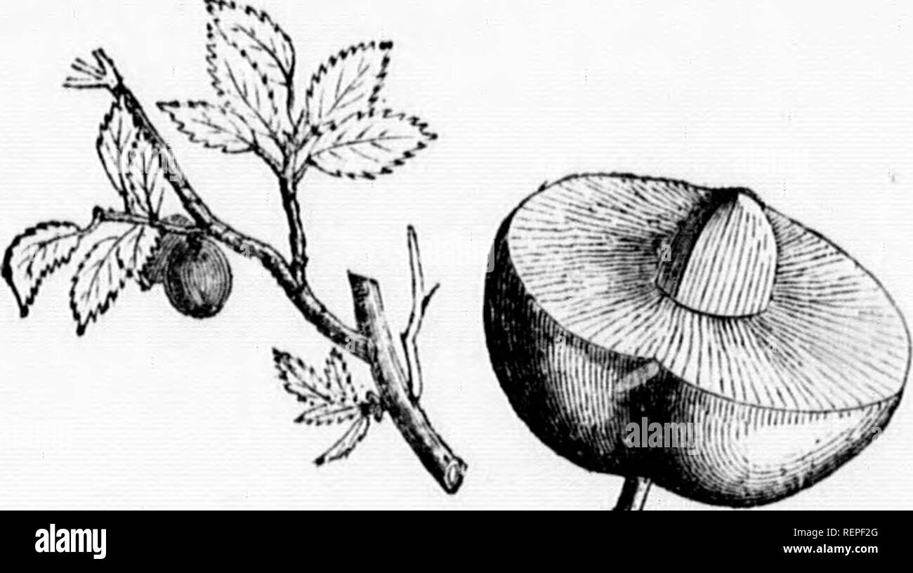 Sloe of feet Black and White Stock Photos & Images - Alamy