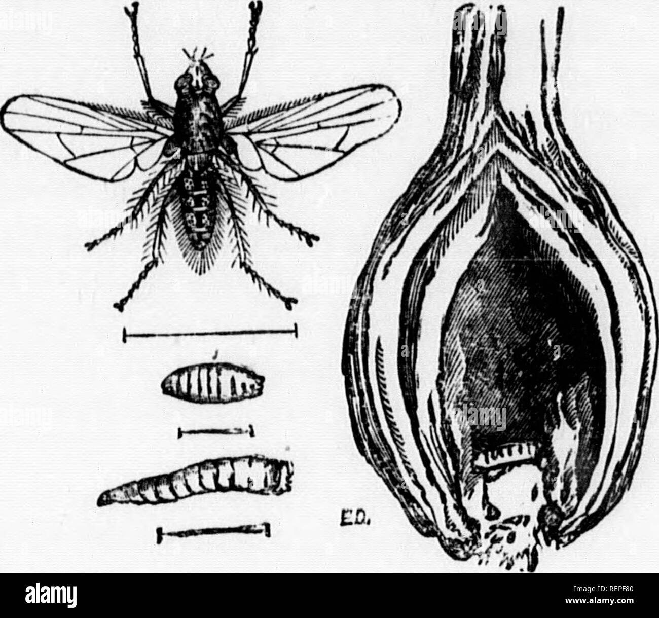 Fruit fly maggots hi-res stock photography and images - Alamy