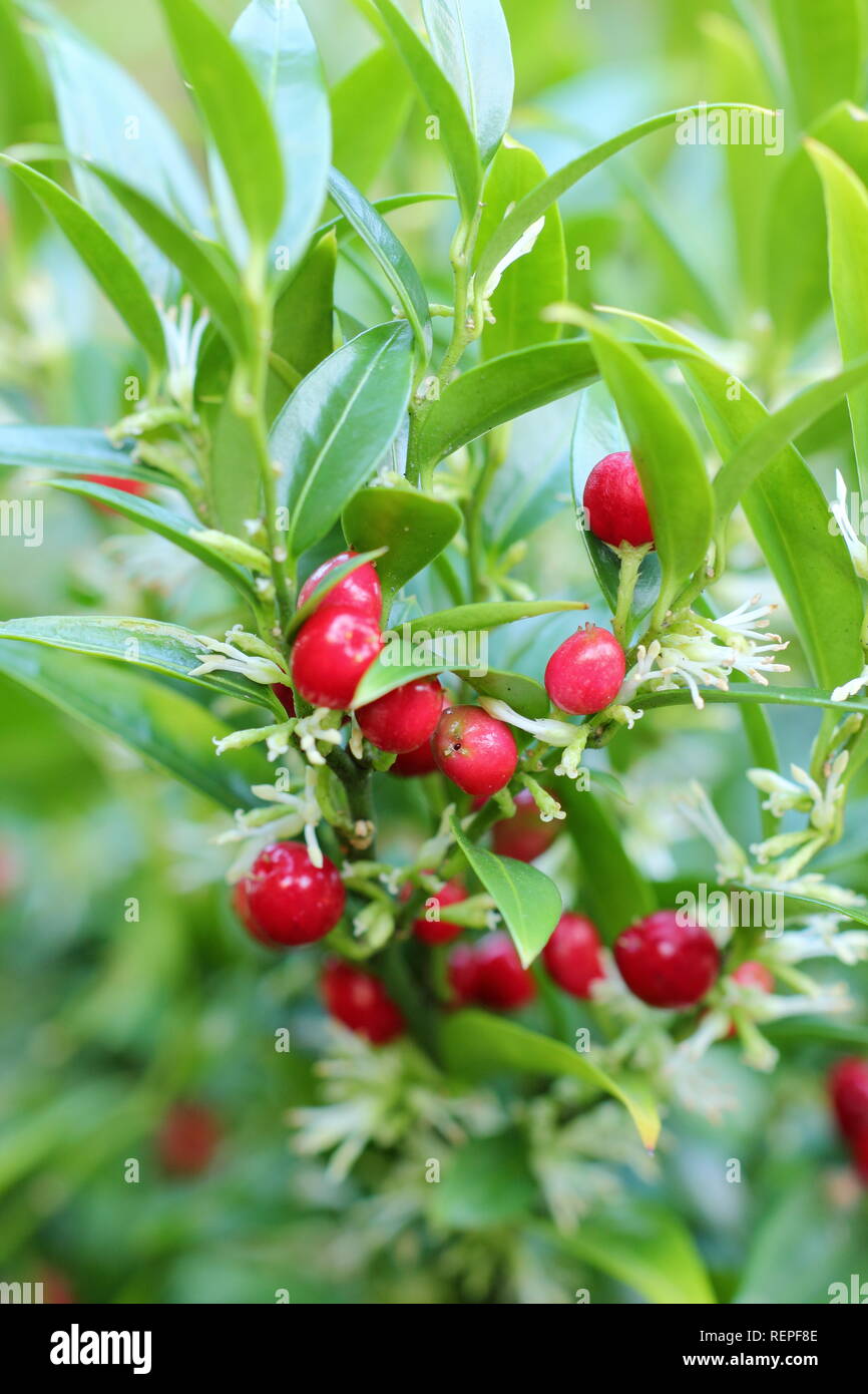 Sarcococca ruscifolia dragon gate hi-res stock photography and images ...