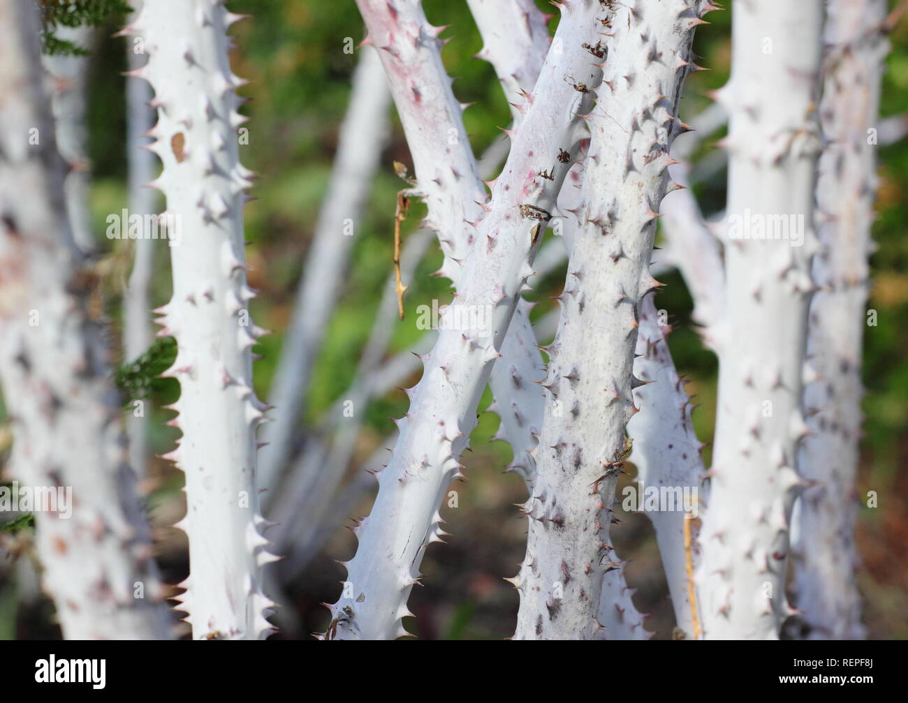 Rubus cockburnianus white stemmed bramble hi-res stock photography and ...