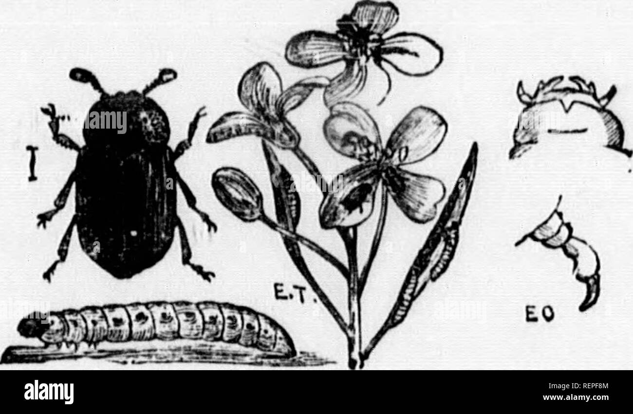 . A manual of injurious insects [microform] : with methods of ...