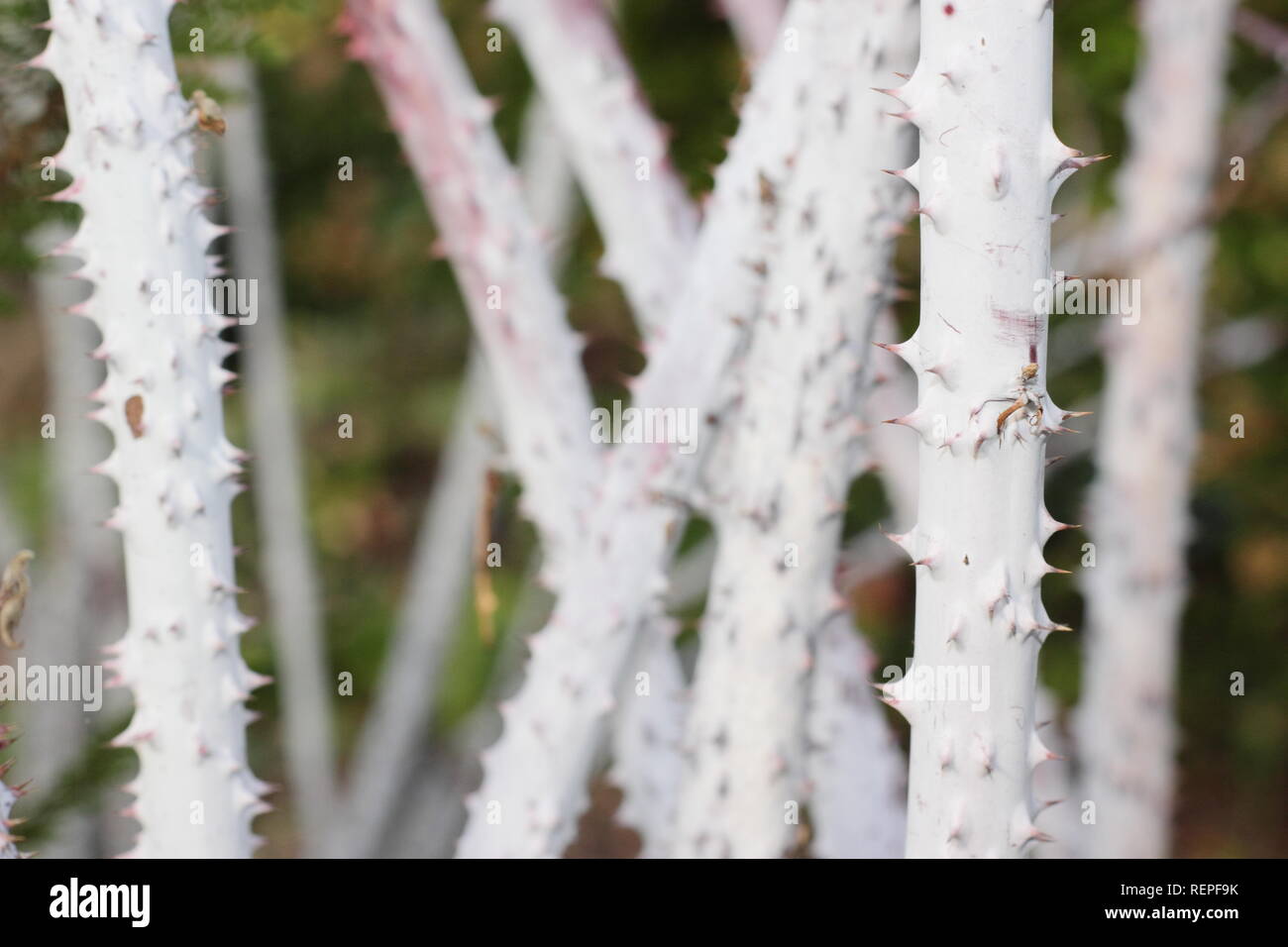 Rubus cockburnianus hi-res stock photography and images - Alamy