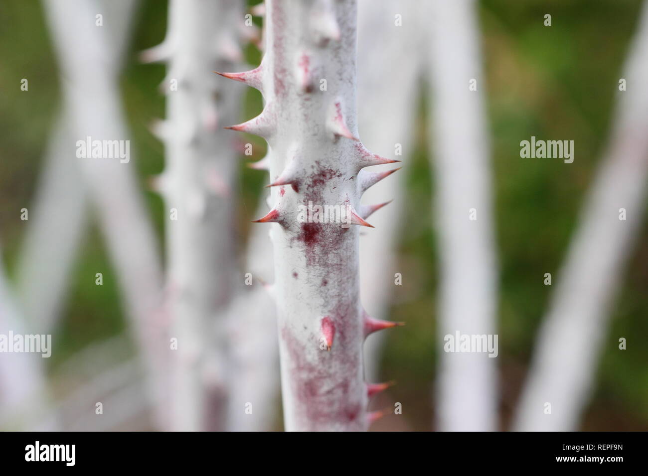 Rubus cockburnianus 'Goldenvale'. The white blooming stems of Rubus ...