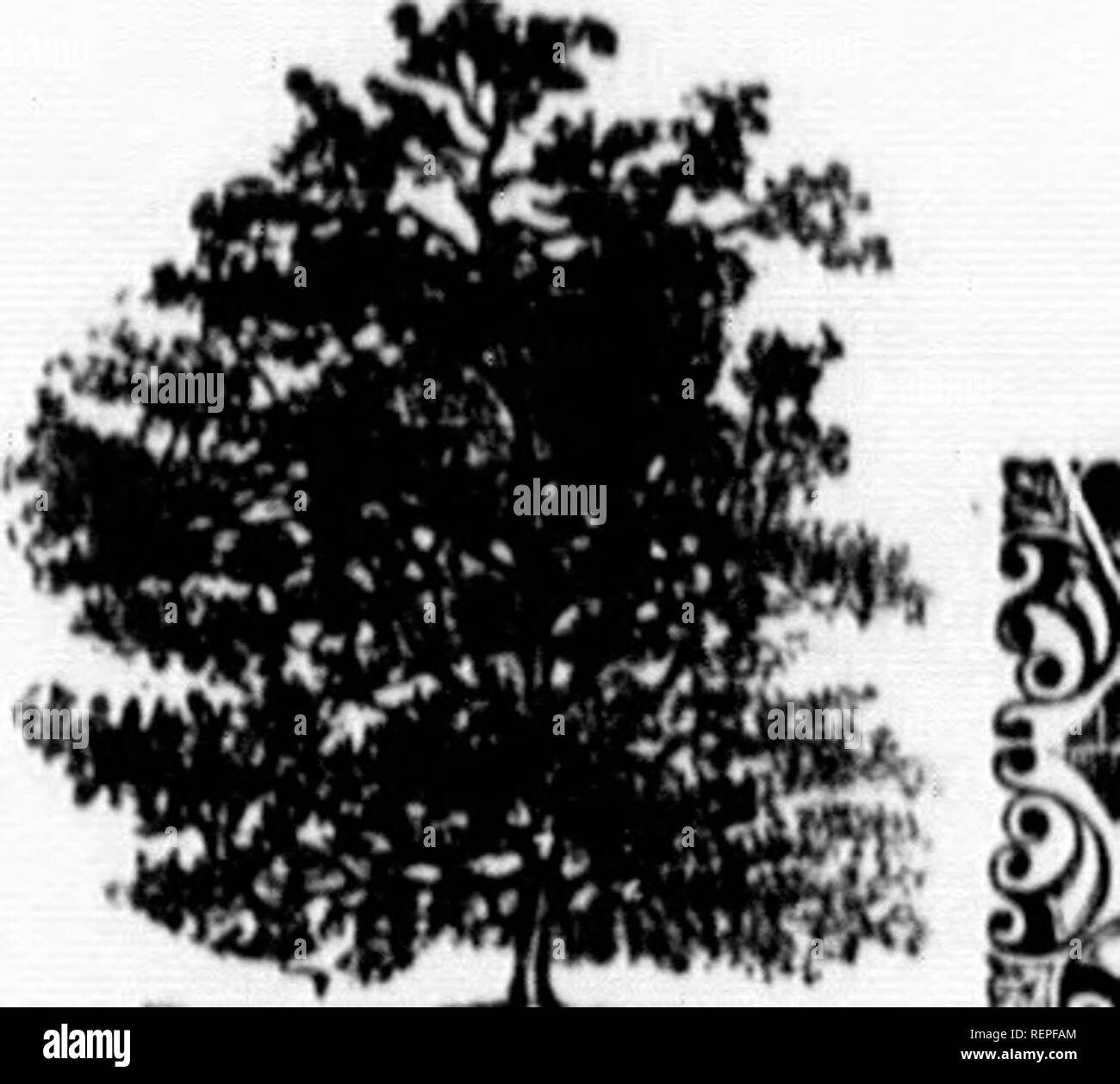 . The trees of America [microform] : native and foreign, pictorially ...