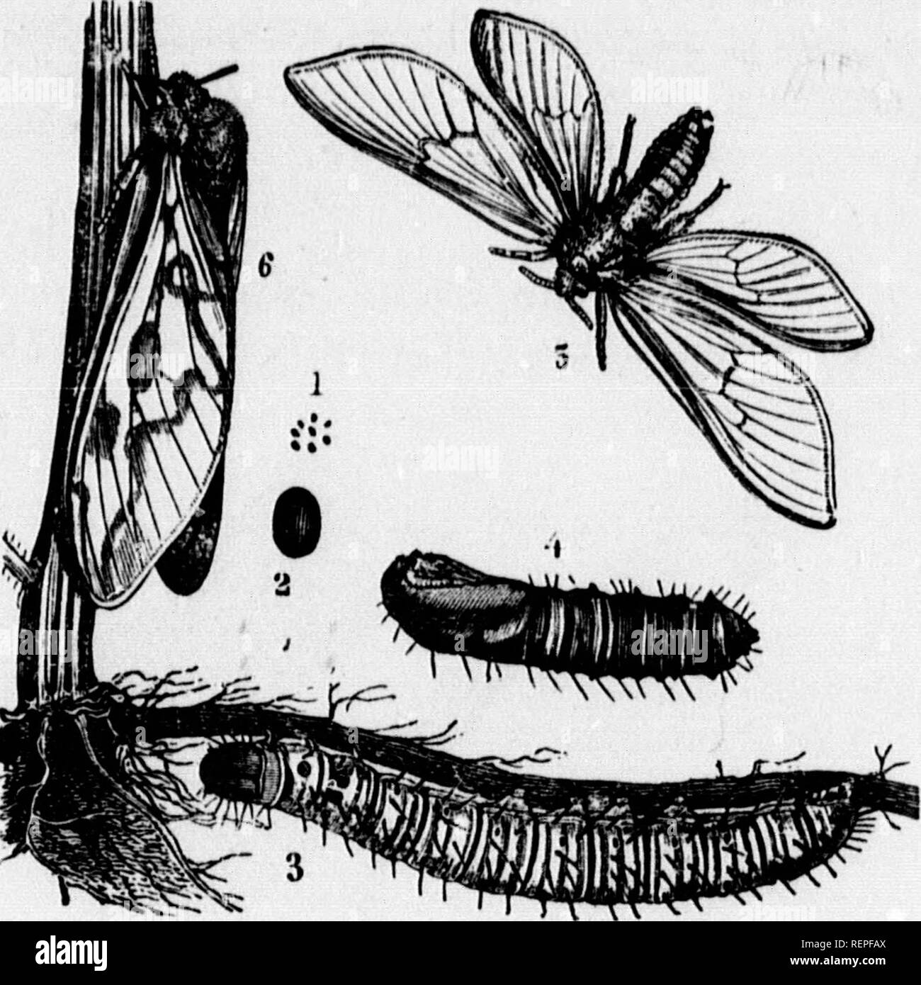 Otter crops hi-res stock photography and images - Alamy