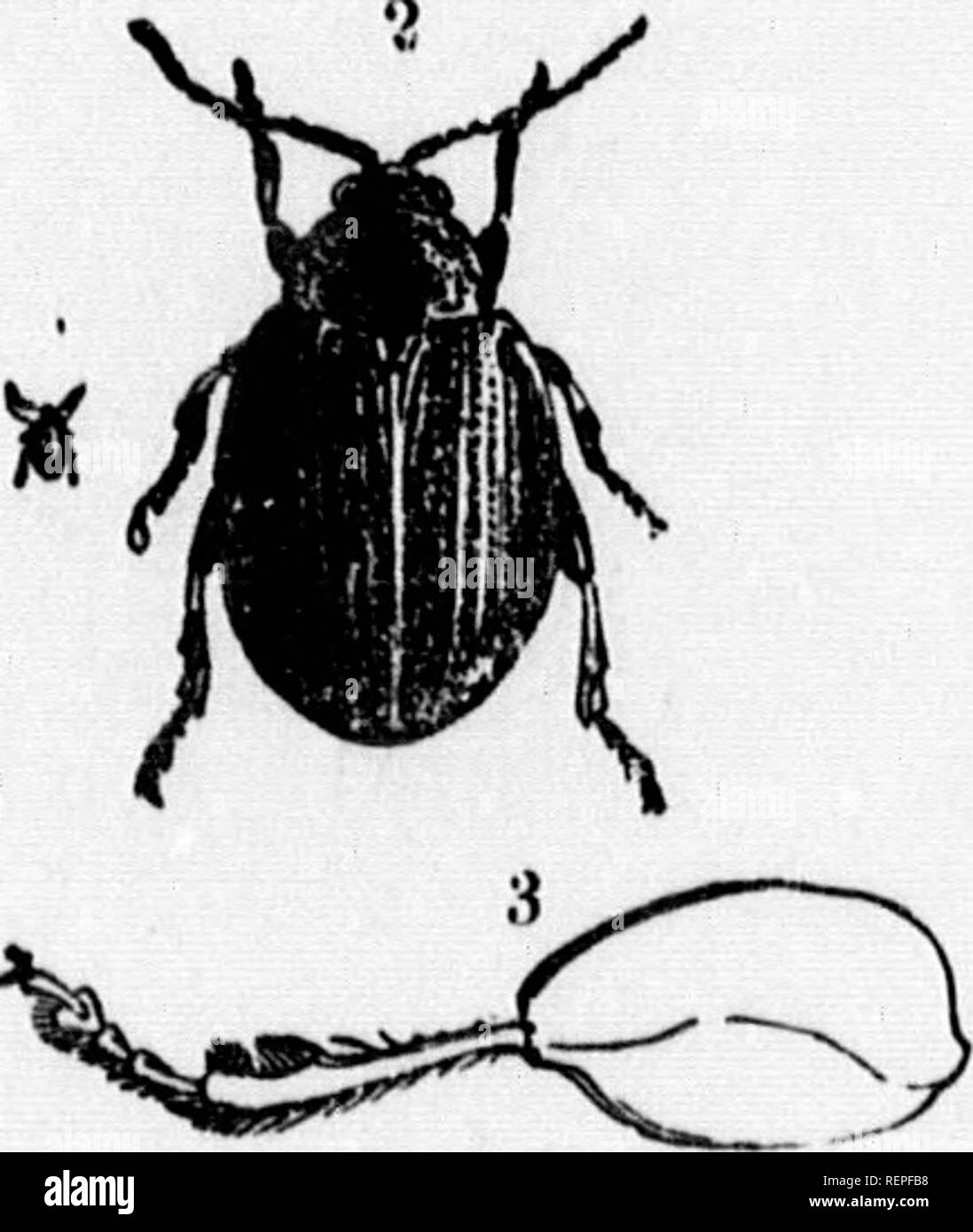 . A manual of injurious insects [microform] : with methods of ...