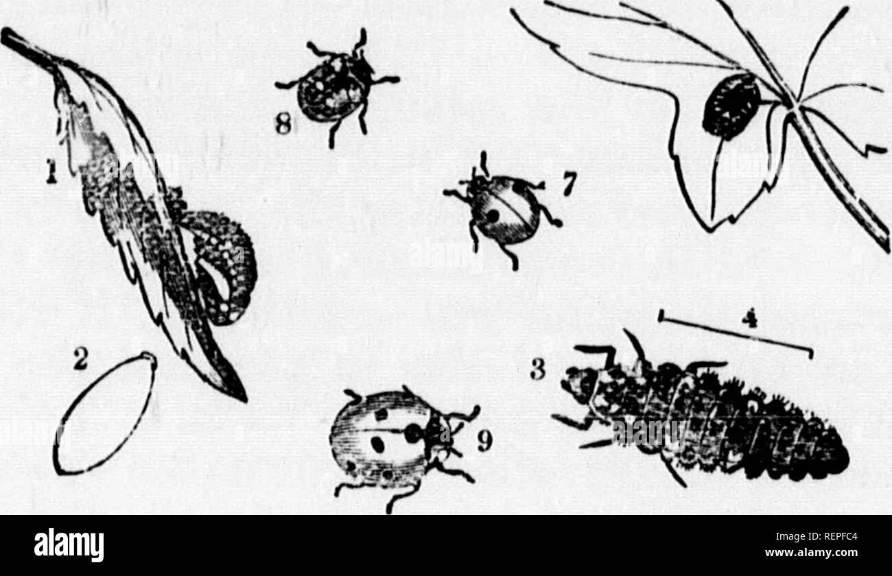 Birds eating insects crops hi-res stock photography and images - Alamy