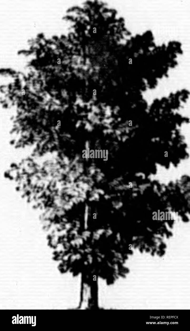 Falsa acacia hi-res stock photography and images - Alamy