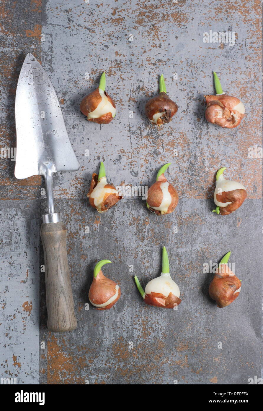 Tulip Bulbs Sprouting High Resolution Stock Photography and Images - Alamy
