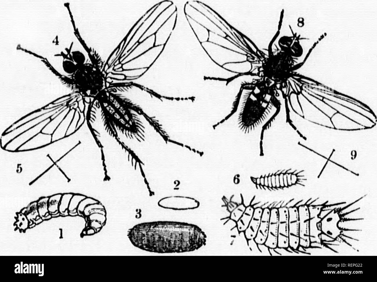 Palg hi-res stock photography and images - Alamy