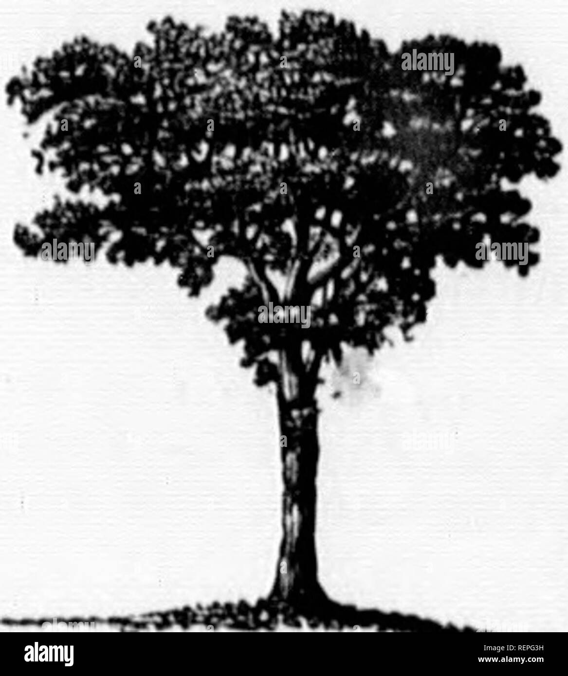 Tree planting forest and america Black and White Stock Photos & Images ...