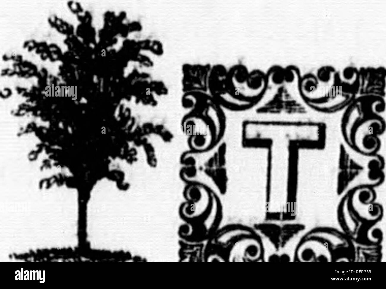 . The trees of America [microform] : native and foreign, pictorially ...