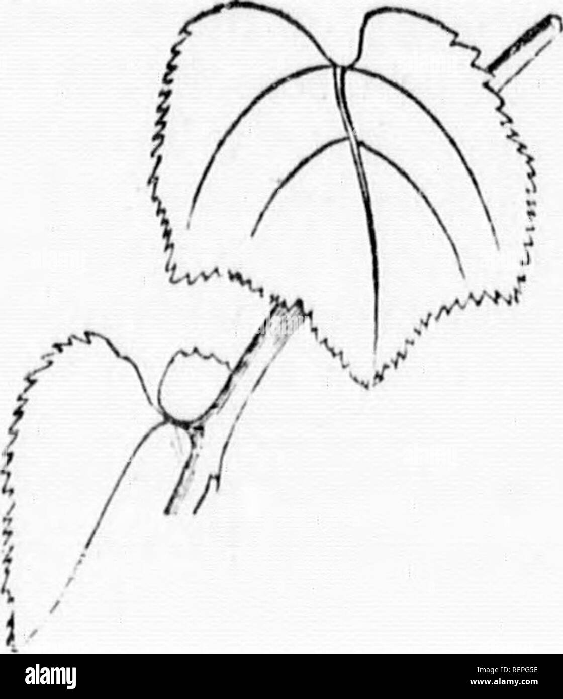 Vitis labrusca Black and White Stock Photos & Images - Alamy