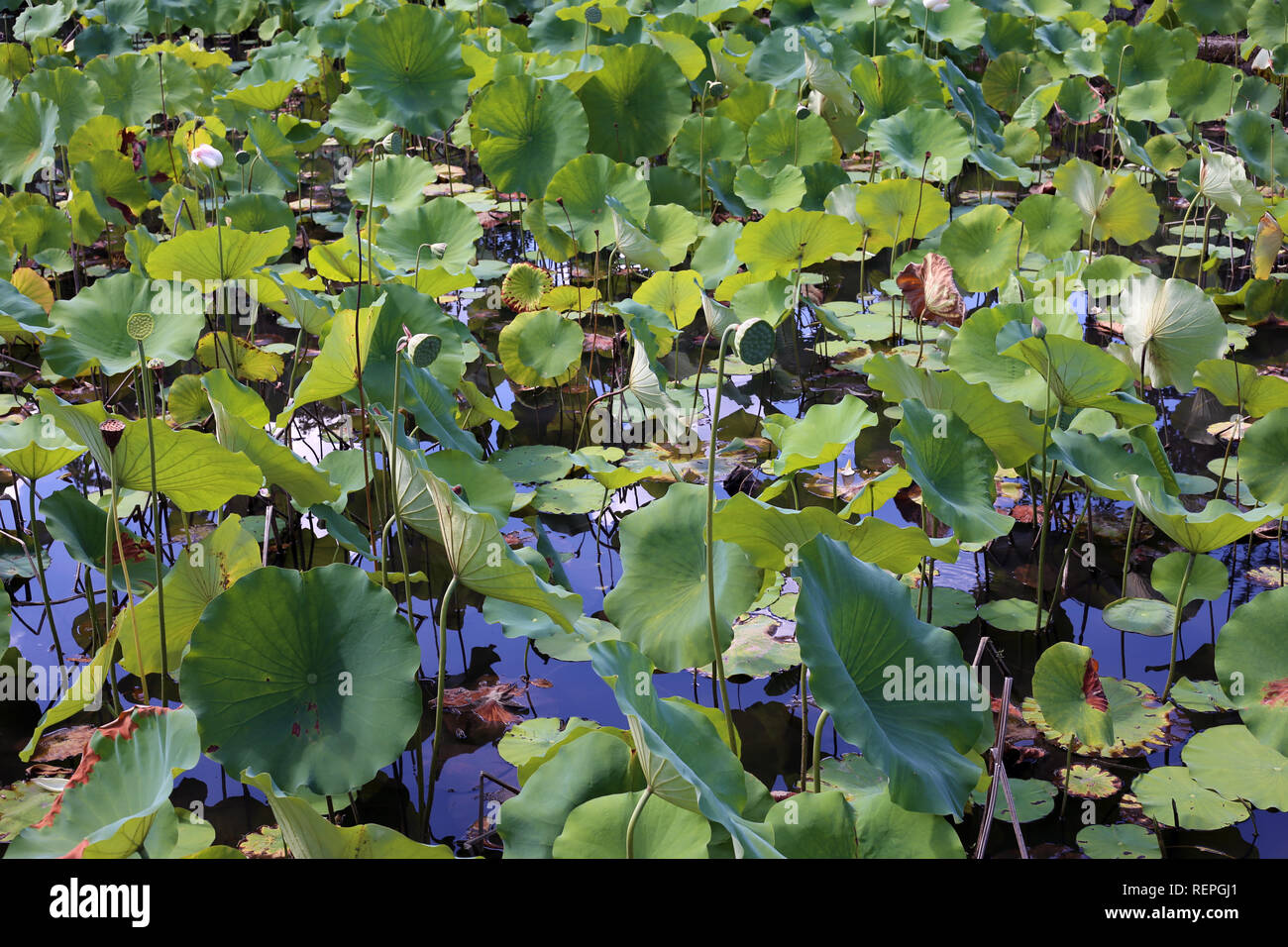 Unopened pink lotus flower in a little bond in Japan. Beautiful ...