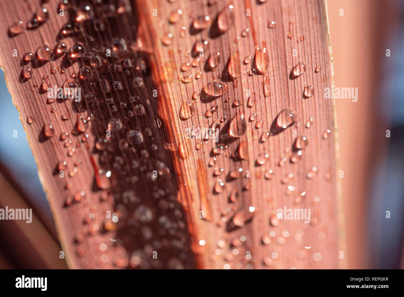 Early morning dew on a cactus plant in a front garden in London. From a ...
