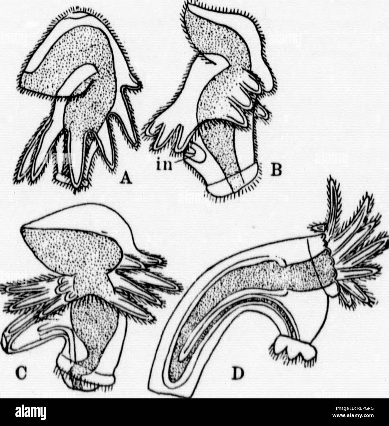 . A textbook of invertebrate morphology [microform]. Invertebrates ...