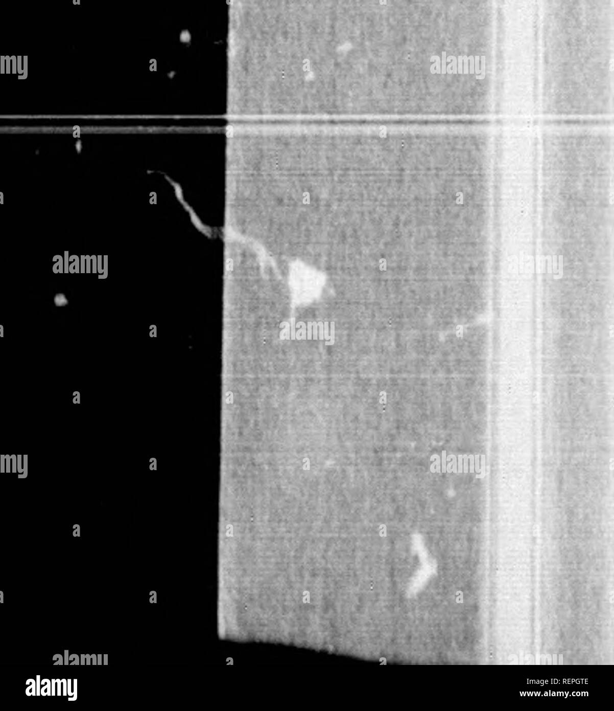 Phascolion hi-res stock photography and images - Alamy