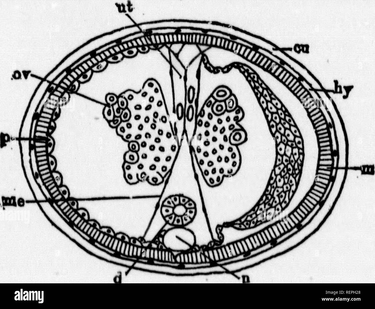 Tropical ulcers Black and White Stock Photos & Images - Alamy