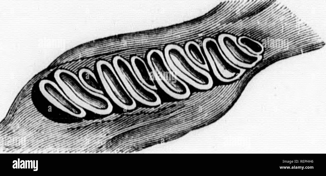 Lar font hi-res stock photography and images - Alamy