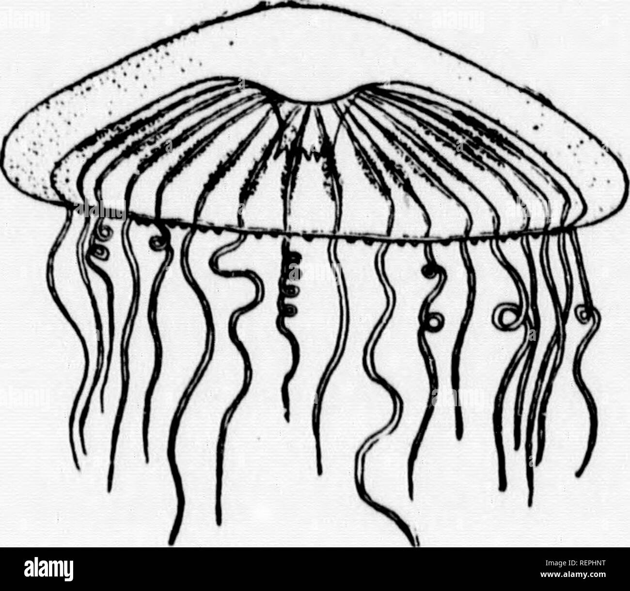 . A textbook of invertebrate morphology [microform]. Invertebrates ...